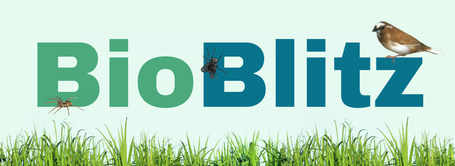 BioBlitz 2020 - Sustainability at The University of Salford