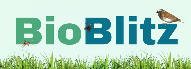 BioBlitz 2020 - Sustainability at The University of Salford