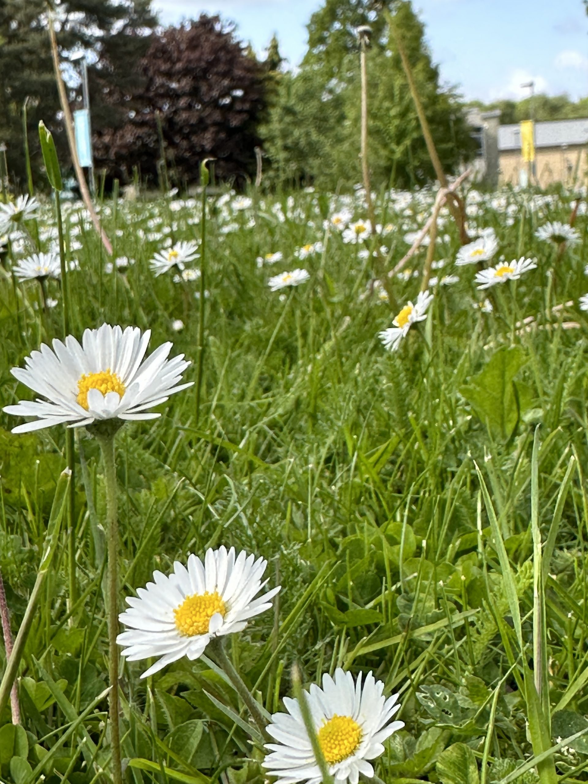 University recognised as one of the best green spaces in the UK for ...