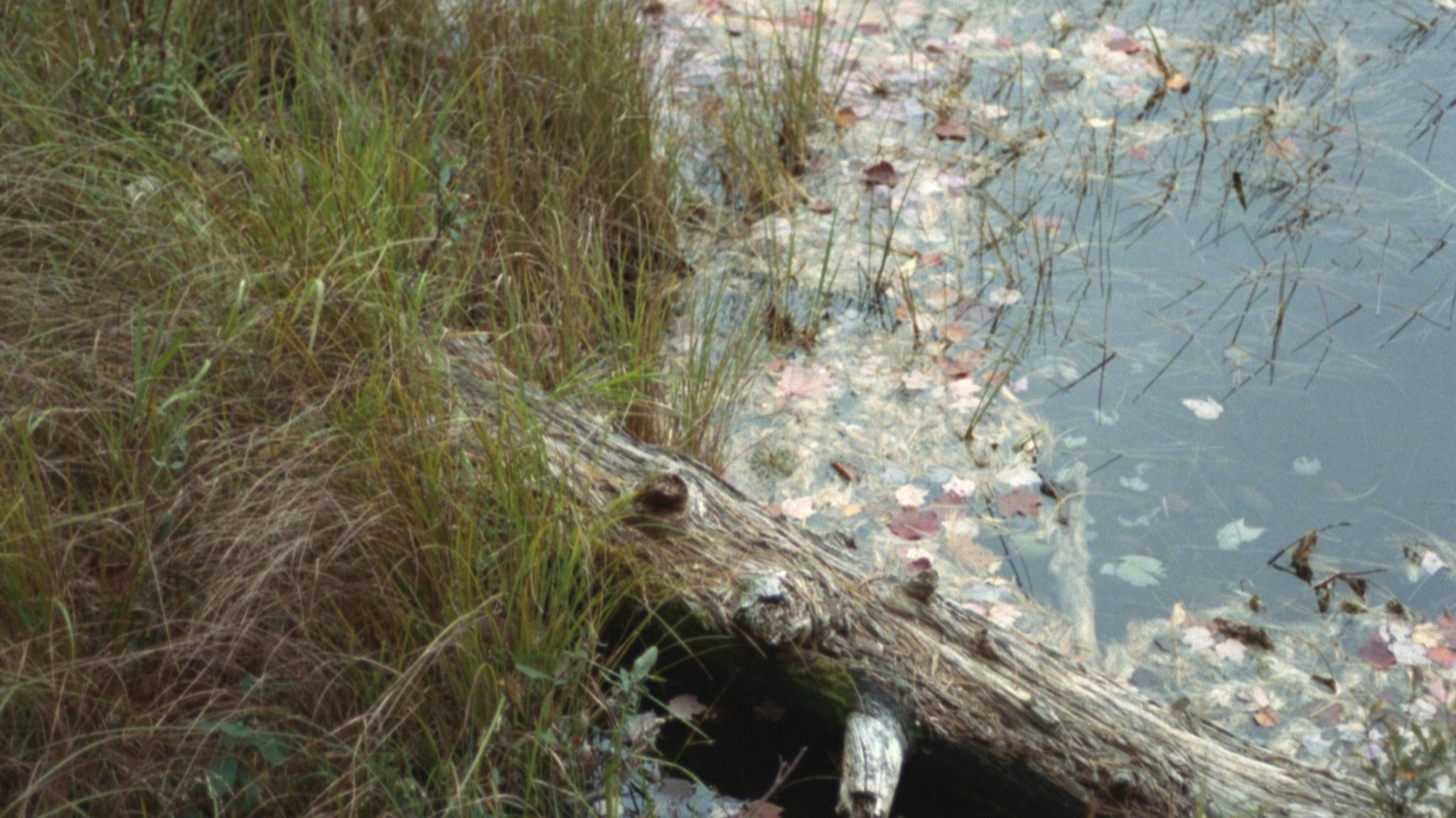 The Silent Threat Beneath the Surface: Microplastics in Our Rivers ...